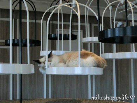 Meow-velous Japan: Cat Cafe MOCHA Shibuya | Miho's Happy Life