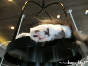 Meow-velous Japan: Cat Cafe MOCHA Shibuya | Miho's Happy Life