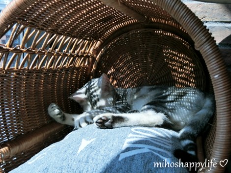 Meow-velous Japan: Cat Cafe MOCHA Shibuya | Miho's Happy Life