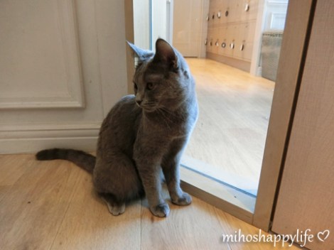 Meow-velous Japan: Cat Cafe MOCHA Shibuya | Miho's Happy Life