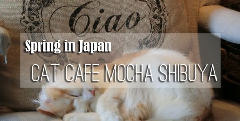Meow-velous Japan: Cat Cafe MOCHA Shibuya | Miho's Happy Life