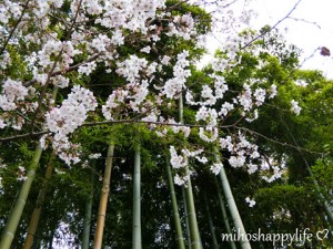 Spring in Japan: Kyoto | Miho's Happy Life