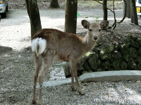 Spring in Japan: Nara Deer Park | Miho's Happy Life