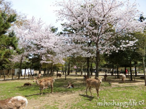 Spring in Japan: Nara Deer Park | Miho's Happy Life
