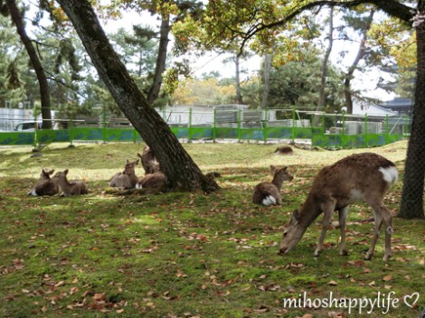 Spring in Japan: Nara Deer Park | Miho's Happy Life