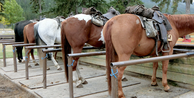 Topdeck Tour: Horseback Riding in Banff | Miho's Happy Life