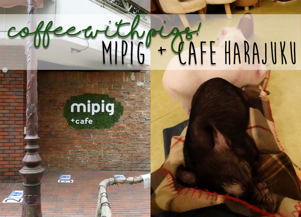 Have Coffee with cute micro Pigs | Mipig Cafe Harajuku Japan | Miho's ...