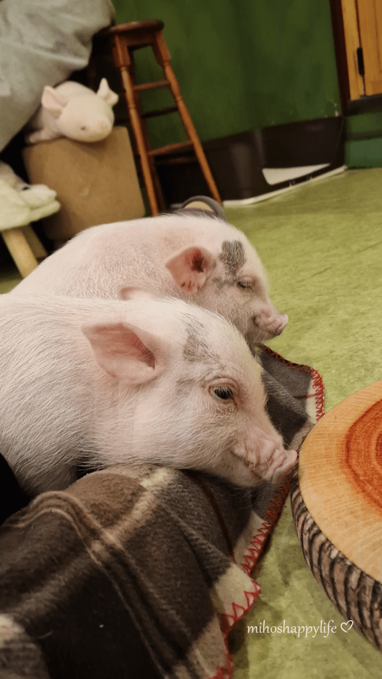 Have Coffee with cute micro Pigs | Mipig Cafe Harajuku Japan | Miho's ...