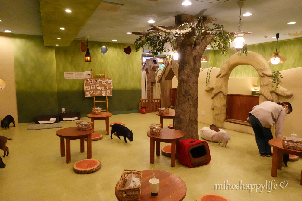 Have Coffee with cute micro Pigs | Mipig Cafe Harajuku Japan | Miho's ...