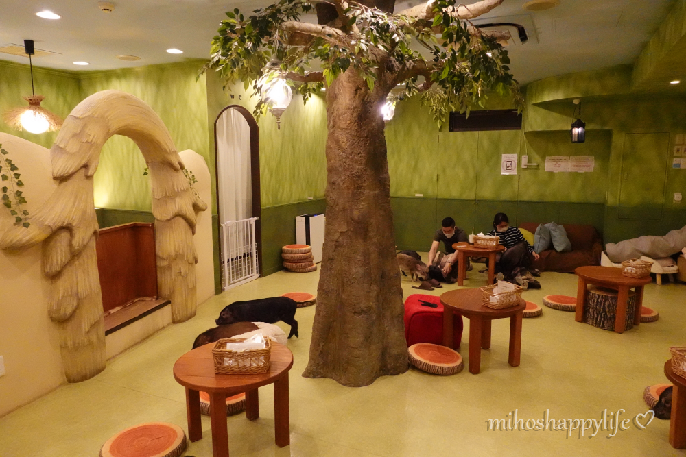 Have Coffee with cute micro Pigs | Mipig Cafe Harajuku Japan | Miho's ...