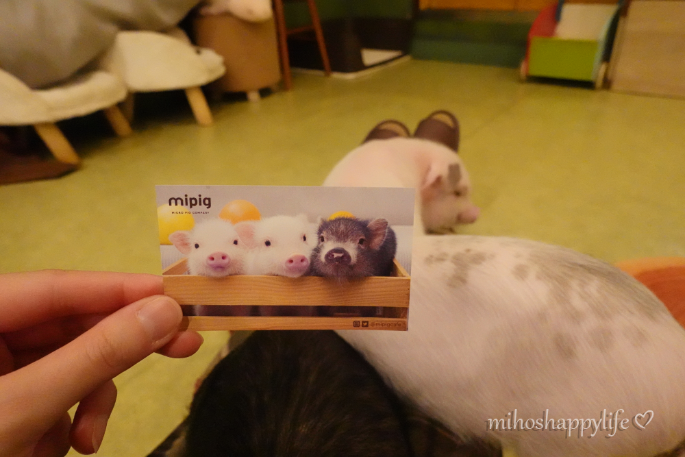 Have Coffee with cute micro Pigs | Mipig Cafe Harajuku Japan | Miho's ...