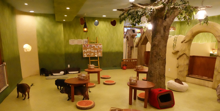 Have Coffee with cute micro Pigs | Mipig Cafe Harajuku Japan | Miho's ...
