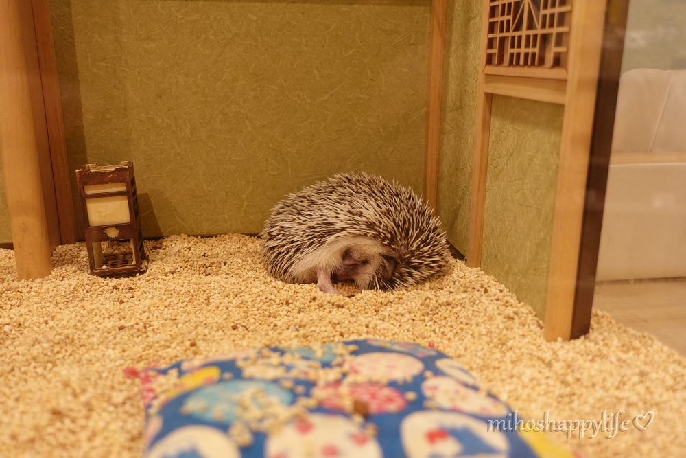 My first time at a Hedgehog Cafe! | Chiku Chiku Cafe Shibuya | Miho's ...
