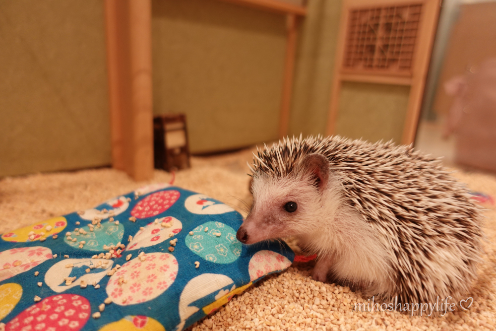 My first time at a Hedgehog Cafe! | Chiku Chiku Cafe Shibuya | Miho's ...
