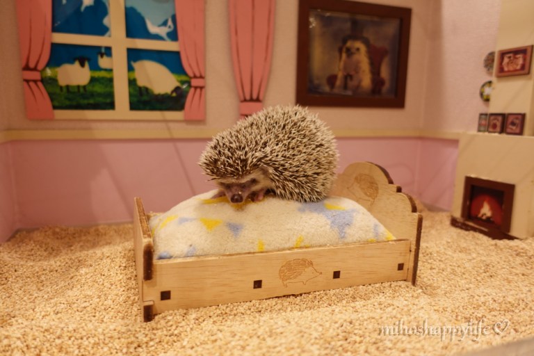 My first time at a Hedgehog Cafe! | Chiku Chiku Cafe Shibuya | Miho's ...