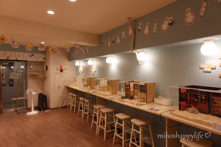 My first time at a Hedgehog Cafe! | Chiku Chiku Cafe Shibuya | Miho's ...