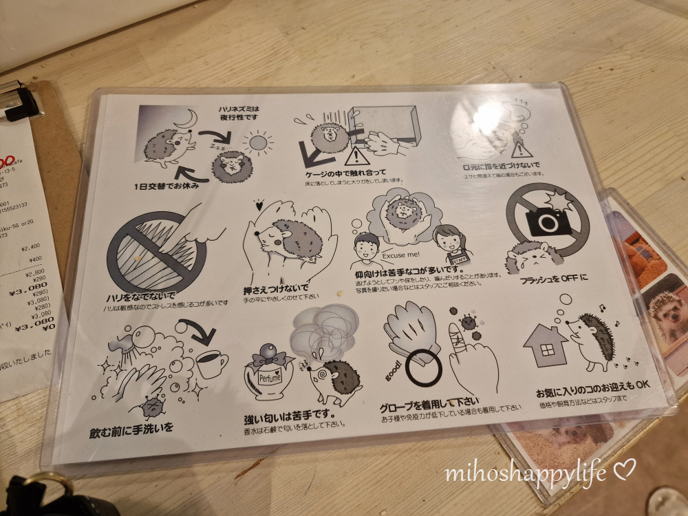 My first time at a Hedgehog Cafe! | Chiku Chiku Cafe Shibuya | Miho's ...