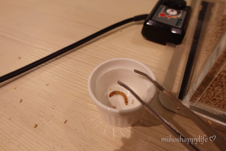 My first time at a Hedgehog Cafe! | Chiku Chiku Cafe Shibuya | Miho's ...