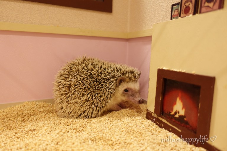 My first time at a Hedgehog Cafe! | Chiku Chiku Cafe Shibuya | Miho's ...