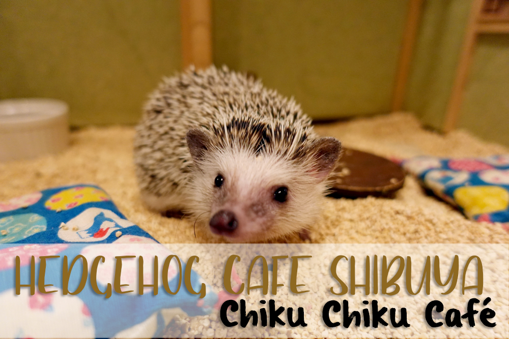 My first time at a Hedgehog Cafe! | Chiku Chiku Cafe Shibuya | Miho's Happy Life