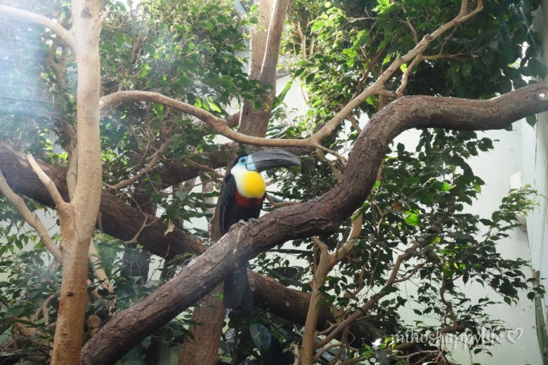 Zurich Zoo Switzerland | Masoala Rainforest, Elephant House, African ...