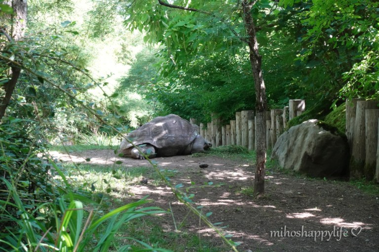 Zurich Zoo Switzerland | Masoala Rainforest, Elephant House, African ...