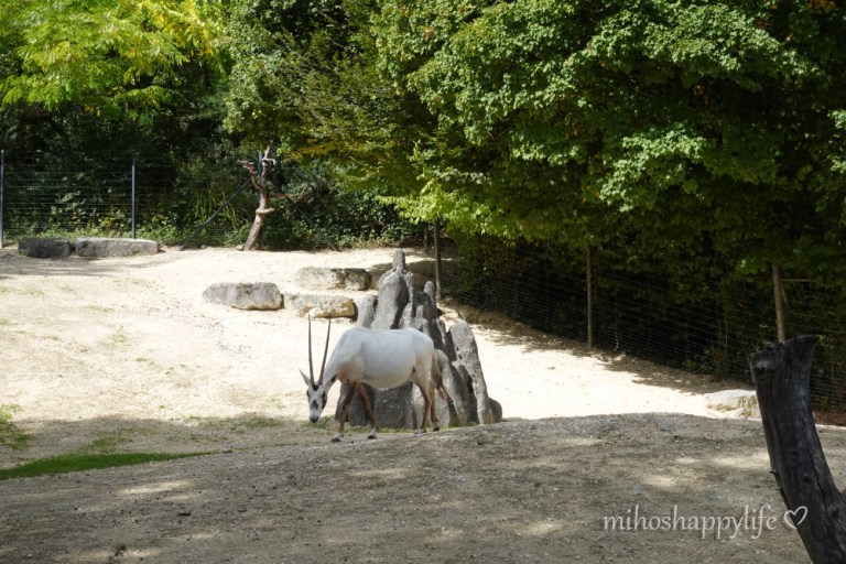 Zurich Zoo Switzerland | Masoala Rainforest, Elephant House, African ...