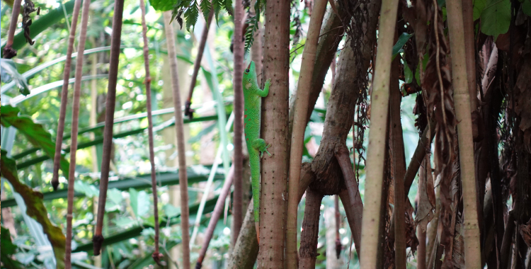 Zurich Zoo Switzerland | Masoala Rainforest, Elephant House, African ...