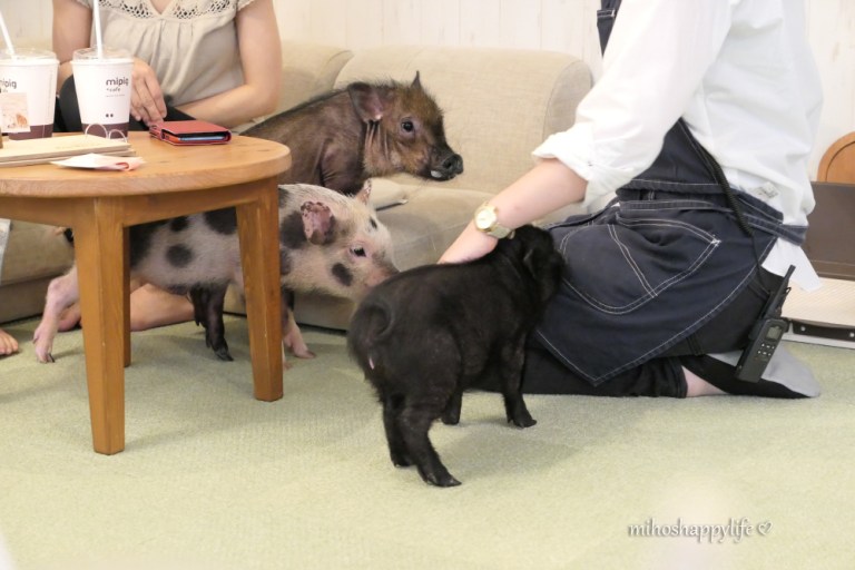 Mipig Cafe Meguro Japan | Coffee with Cute Mini Pigs | Miho's Happy Life