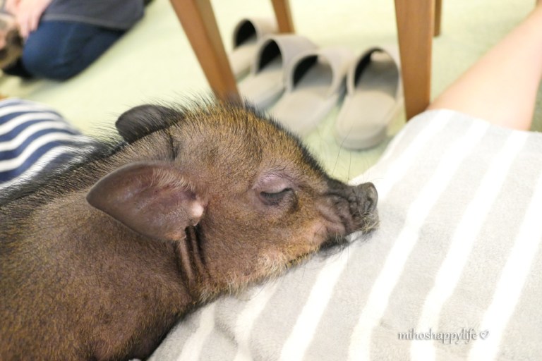Mipig Cafe Meguro Japan | Coffee with Cute Mini Pigs | Miho's Happy Life
