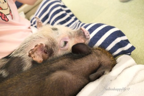 Mipig Cafe Meguro Japan | Coffee with Cute Mini Pigs | Miho's Happy Life
