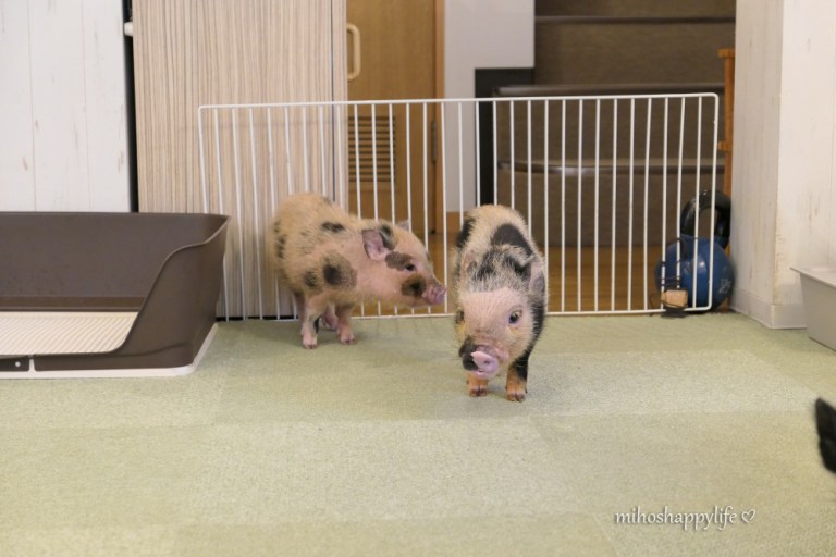 Mipig Cafe Meguro Japan | Coffee with Cute Mini Pigs | Miho's Happy Life