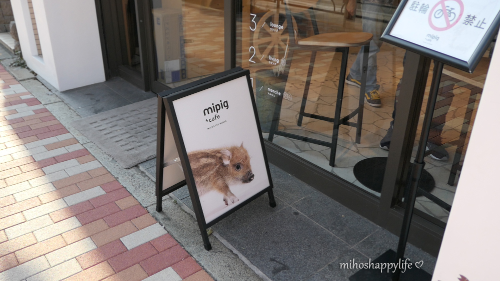 Mipig Cafe Meguro Japan | Coffee with Cute Mini Pigs | Miho's Happy Life