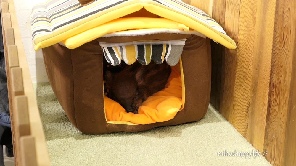 Mipig Cafe Meguro Japan | Coffee with Cute Mini Pigs | Miho's Happy Life