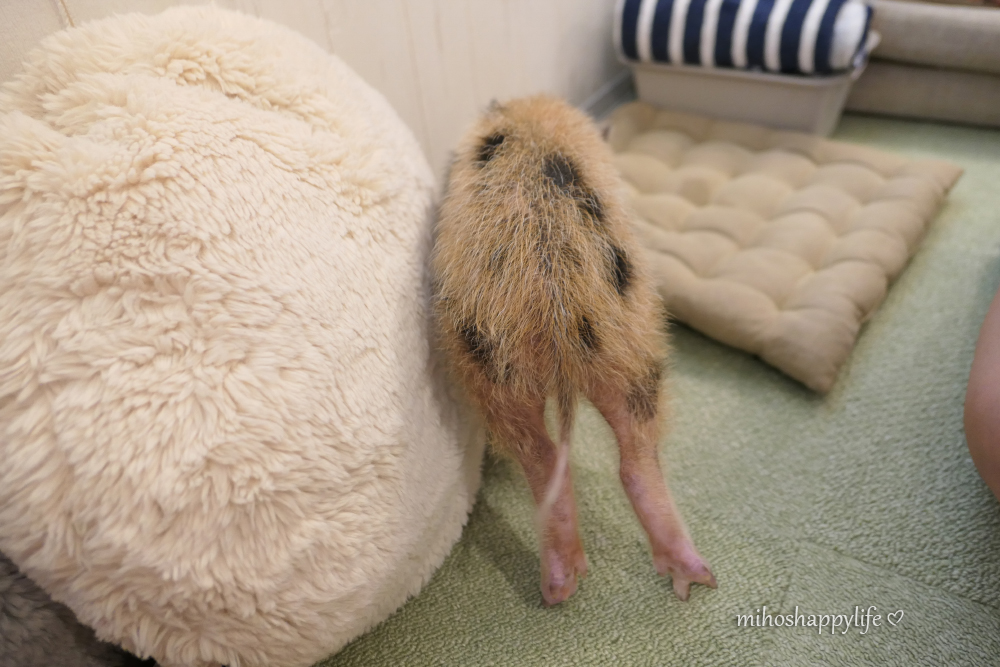 Mipig Cafe Meguro Japan | Coffee with Cute Mini Pigs | Miho's Happy Life