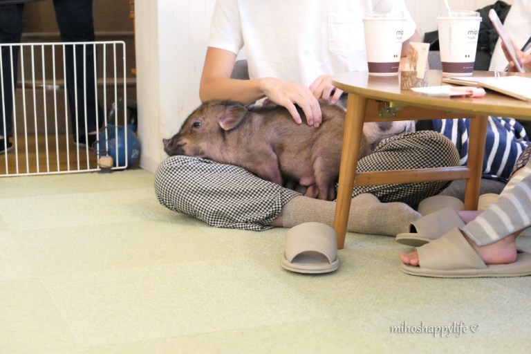 Mipig Cafe Meguro Japan | Coffee with Cute Mini Pigs | Miho's Happy Life
