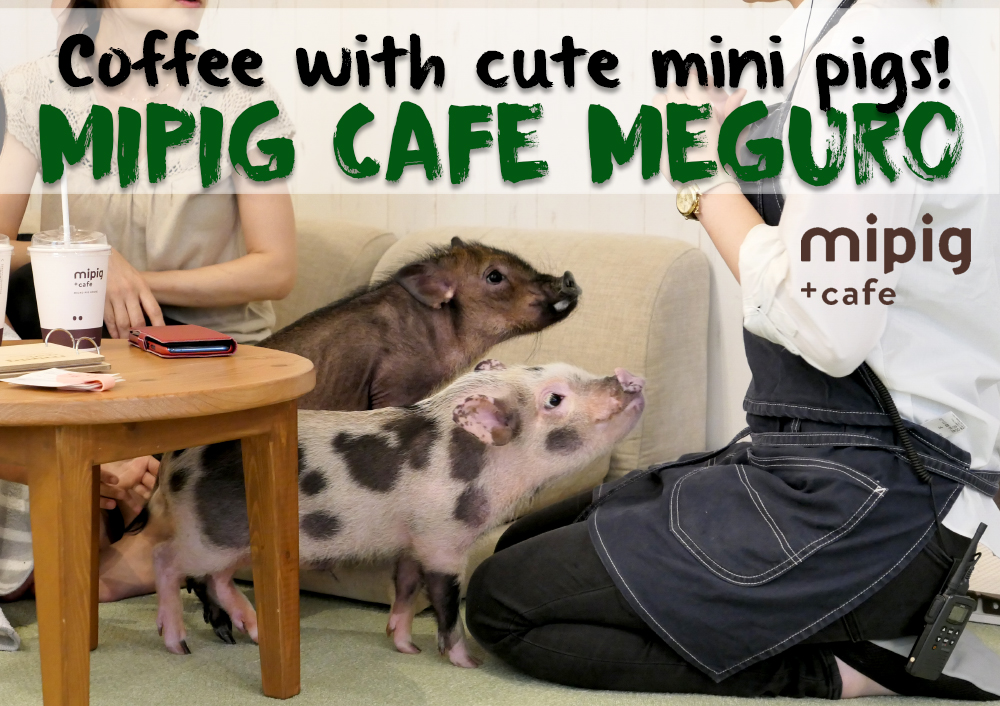Mipig Cafe Meguro Japan | Coffee with Cute Mini Pigs | Miho's Happy Life