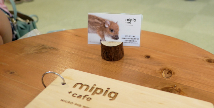 Mipig Cafe Meguro Japan | Coffee with Cute Mini Pigs | Miho's Happy Life